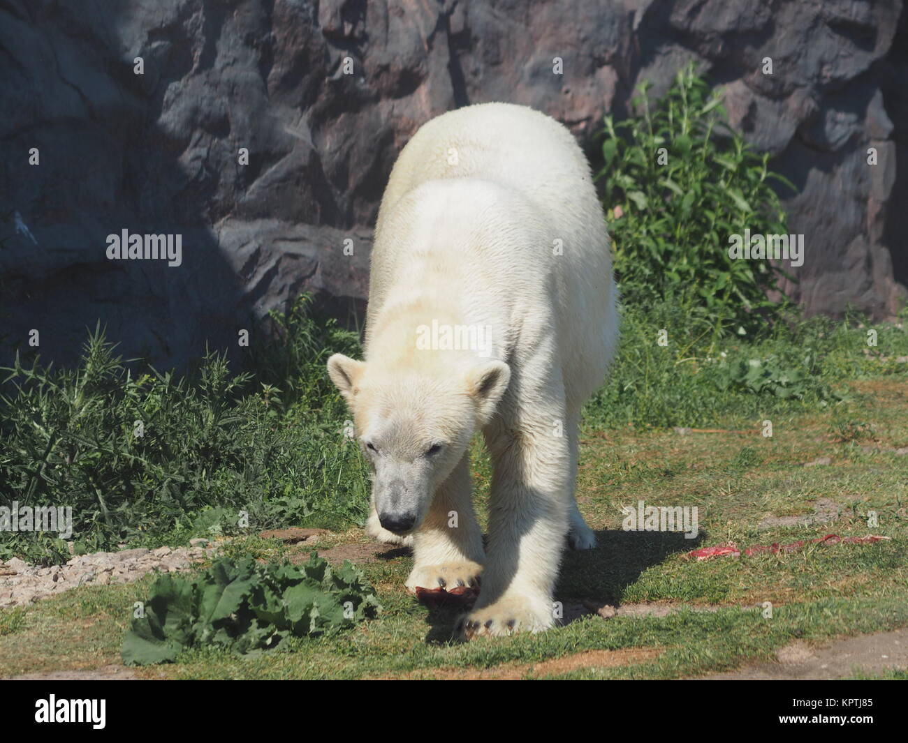 Ice_bear hi-res stock photography and images - Alamy