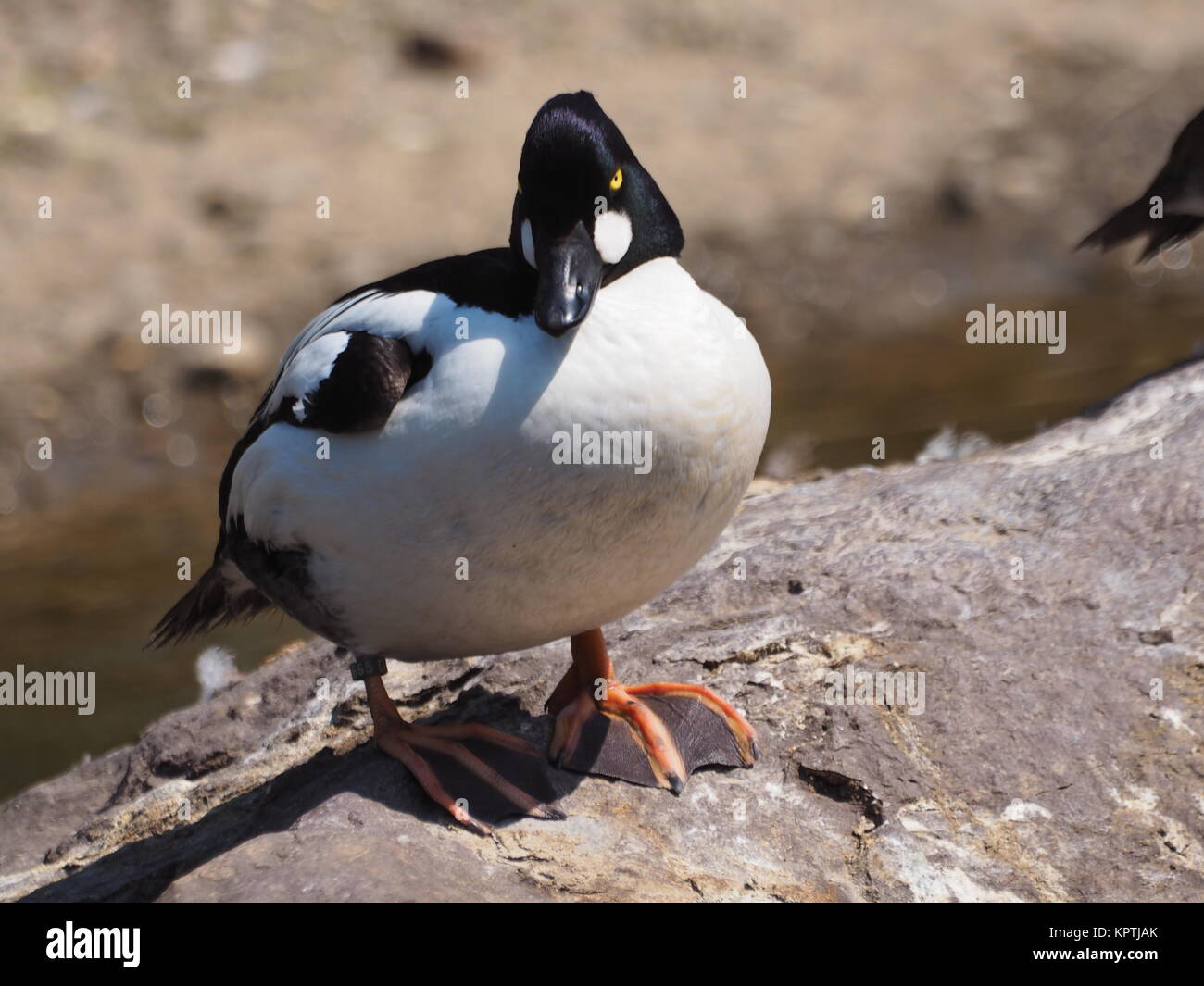 Goldeneye bird hi-res stock photography and images - Alamy