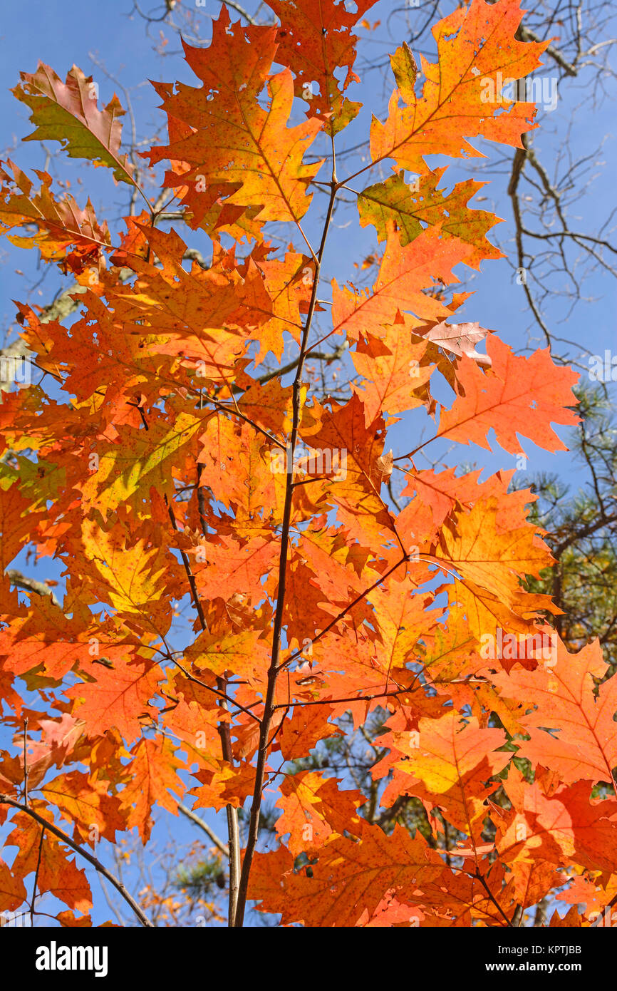 Oak Leaves in Fall Colors Stock Photo - Alamy