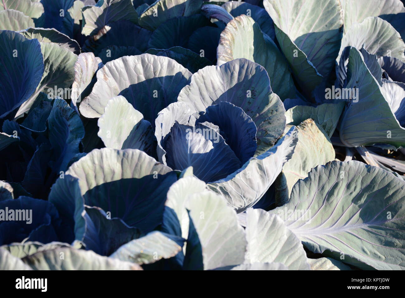 Red cabbage in the field in Spain Stock Photo - Alamy