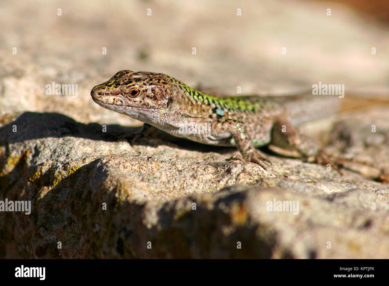 Reptile lizard saurian hovel crawler hi-res stock photography and ...