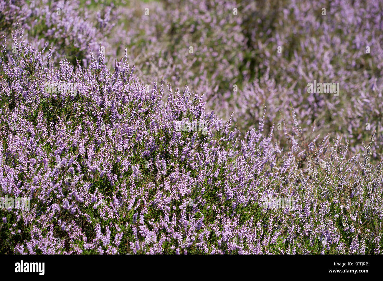 Field of purple moor Stock Photo - Alamy