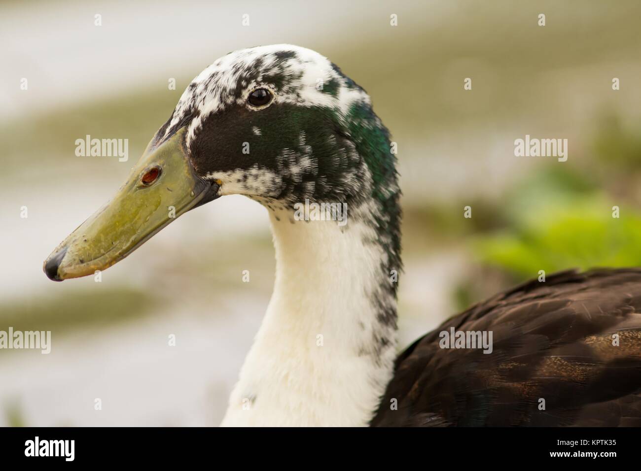 female duck / female duck Stock Photo - Alamy