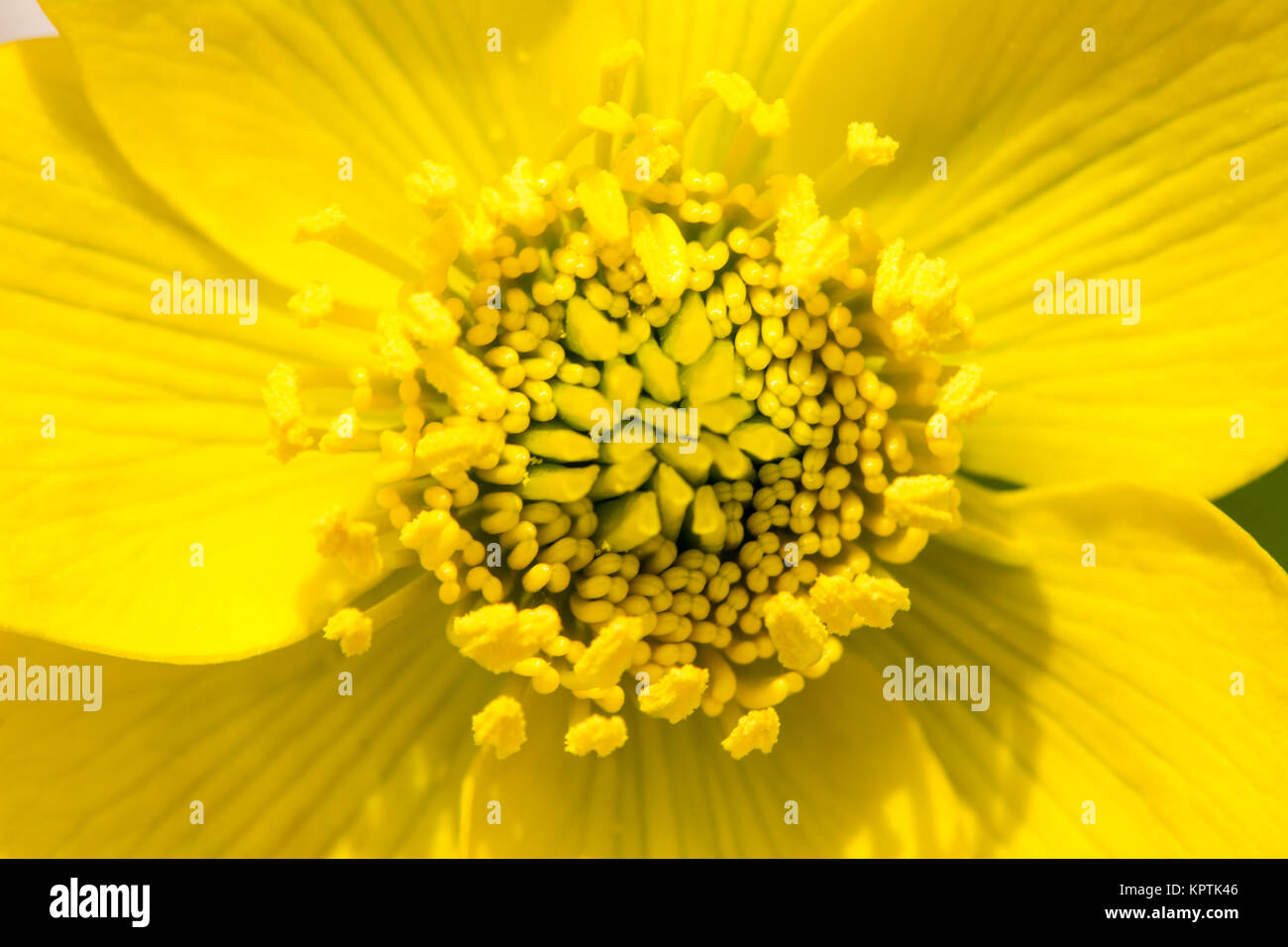 Yellow marsh marigold flower blossom Stock Photo - Alamy