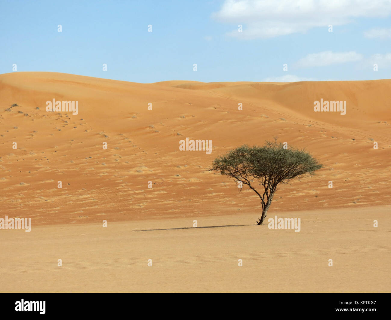 tree in the desert Stock Photo - Alamy
