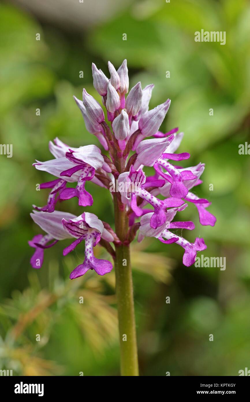 helmet orchid (orchis militaris Stock Photo - Alamy
