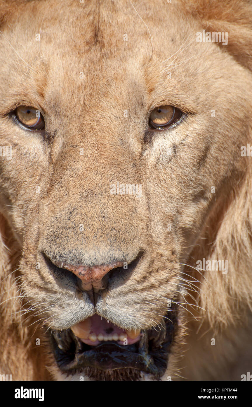 Portrait of a Lion Stock Photo - Alamy