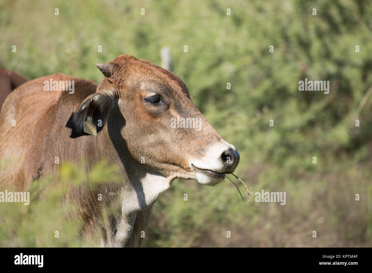 Cow in field Stock Photo - Alamy