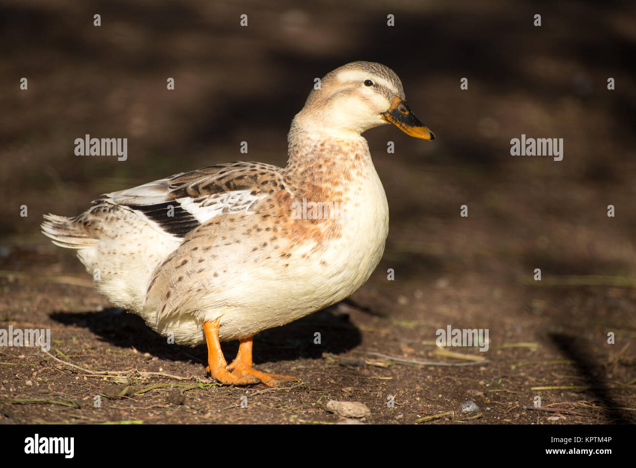 Ground duck hi-res stock photography and images - Alamy