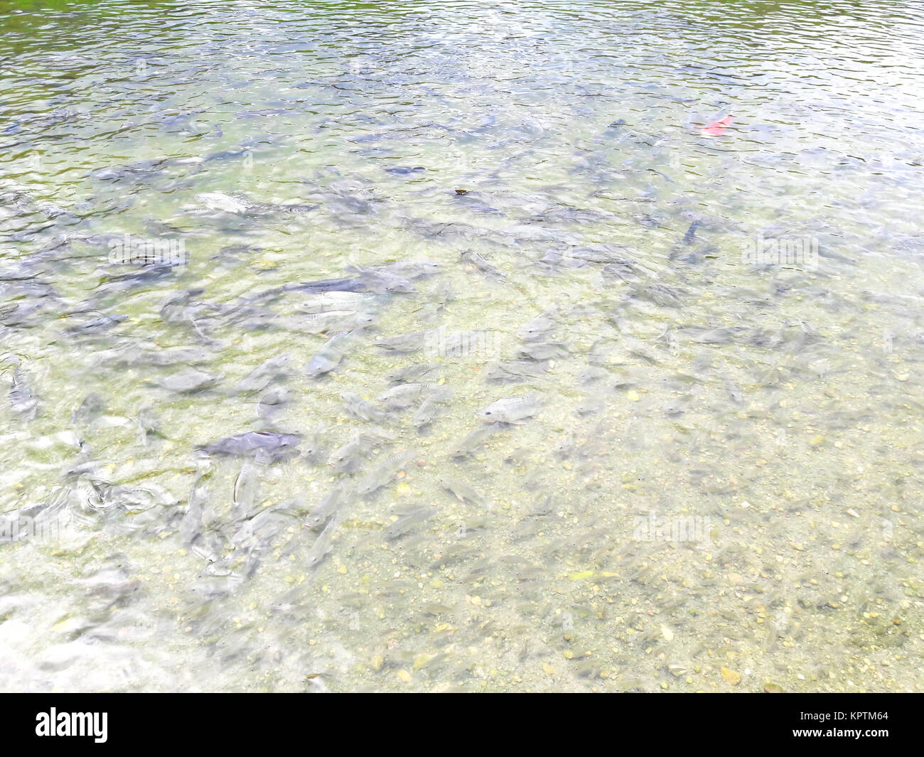 Fish in water Stock Photo - Alamy