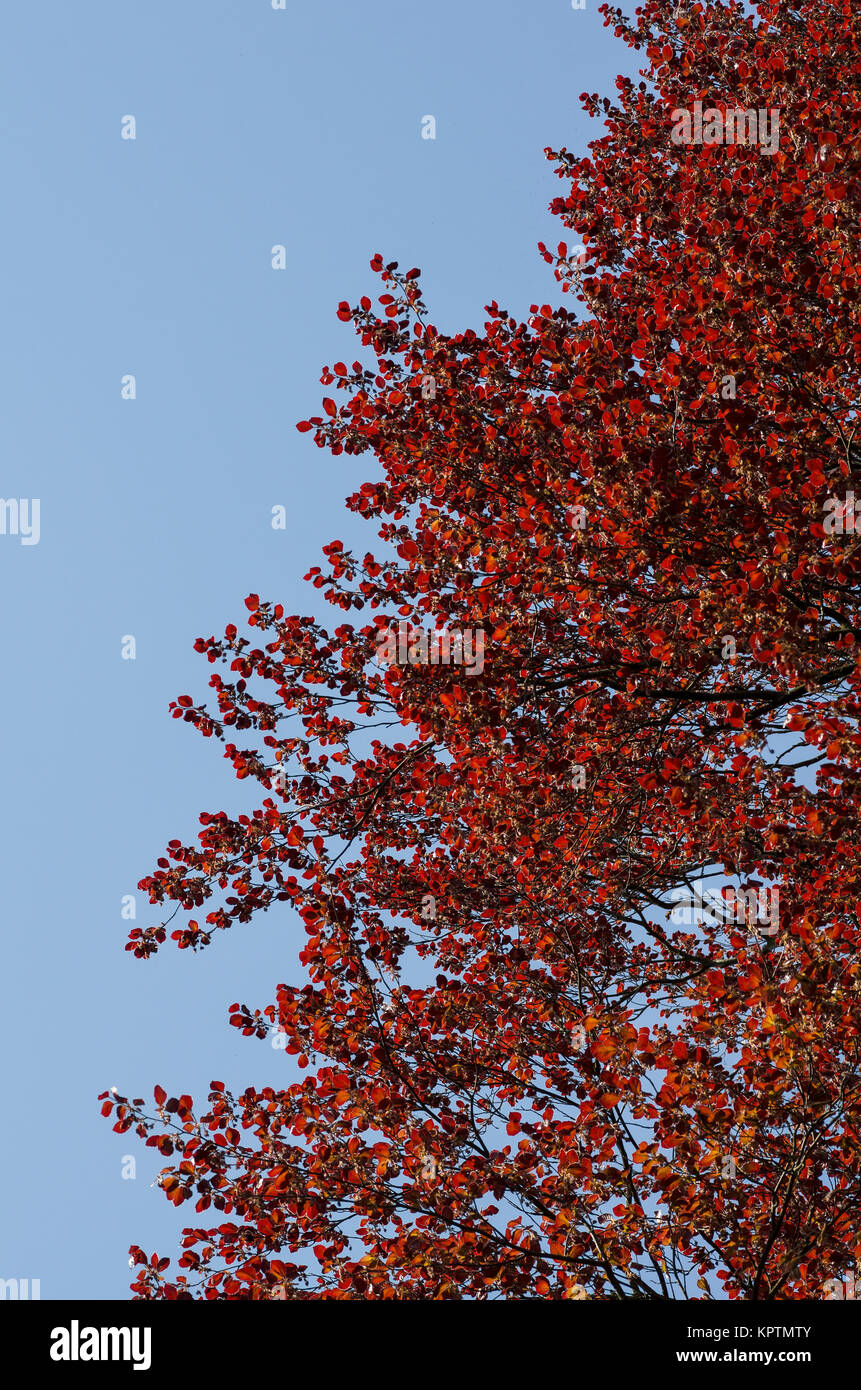 red leaves tree Stock Photo - Alamy