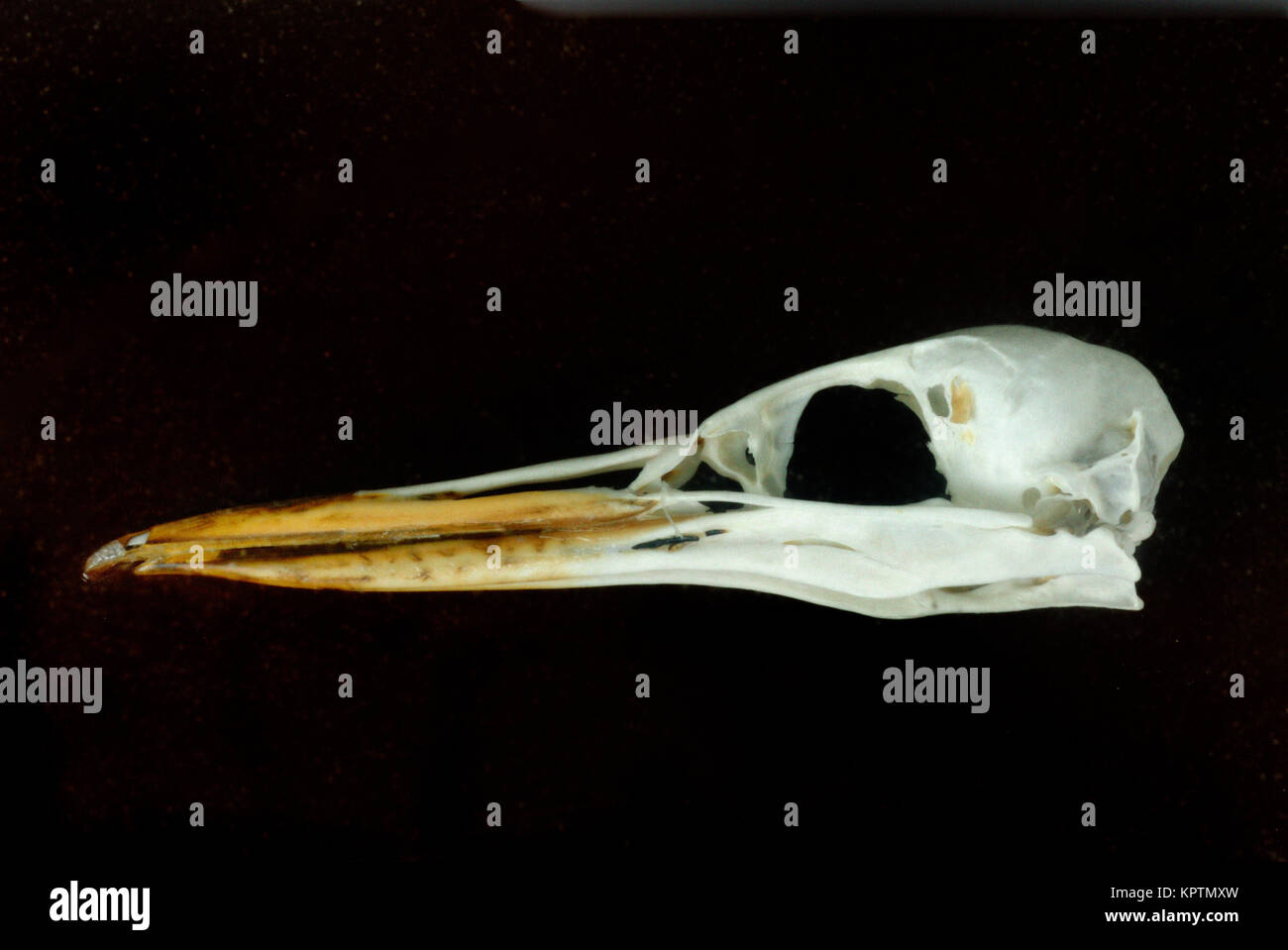 Common Tern, Sterna hirundo, Beak & Skull Stock Photo - Alamy