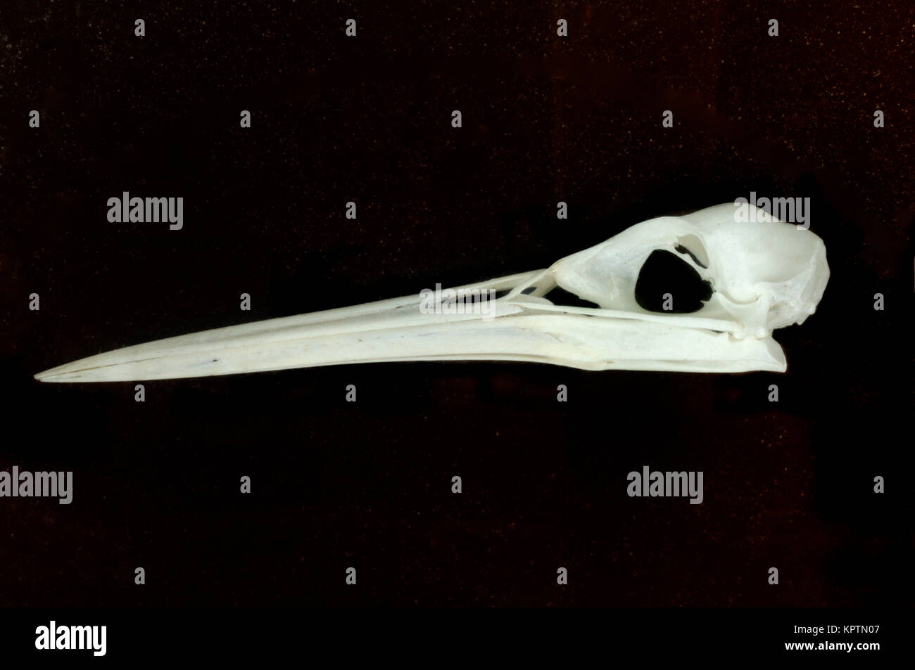 Little Egret, Egretta garzetta, Beak & Skull Stock Photo - Alamy