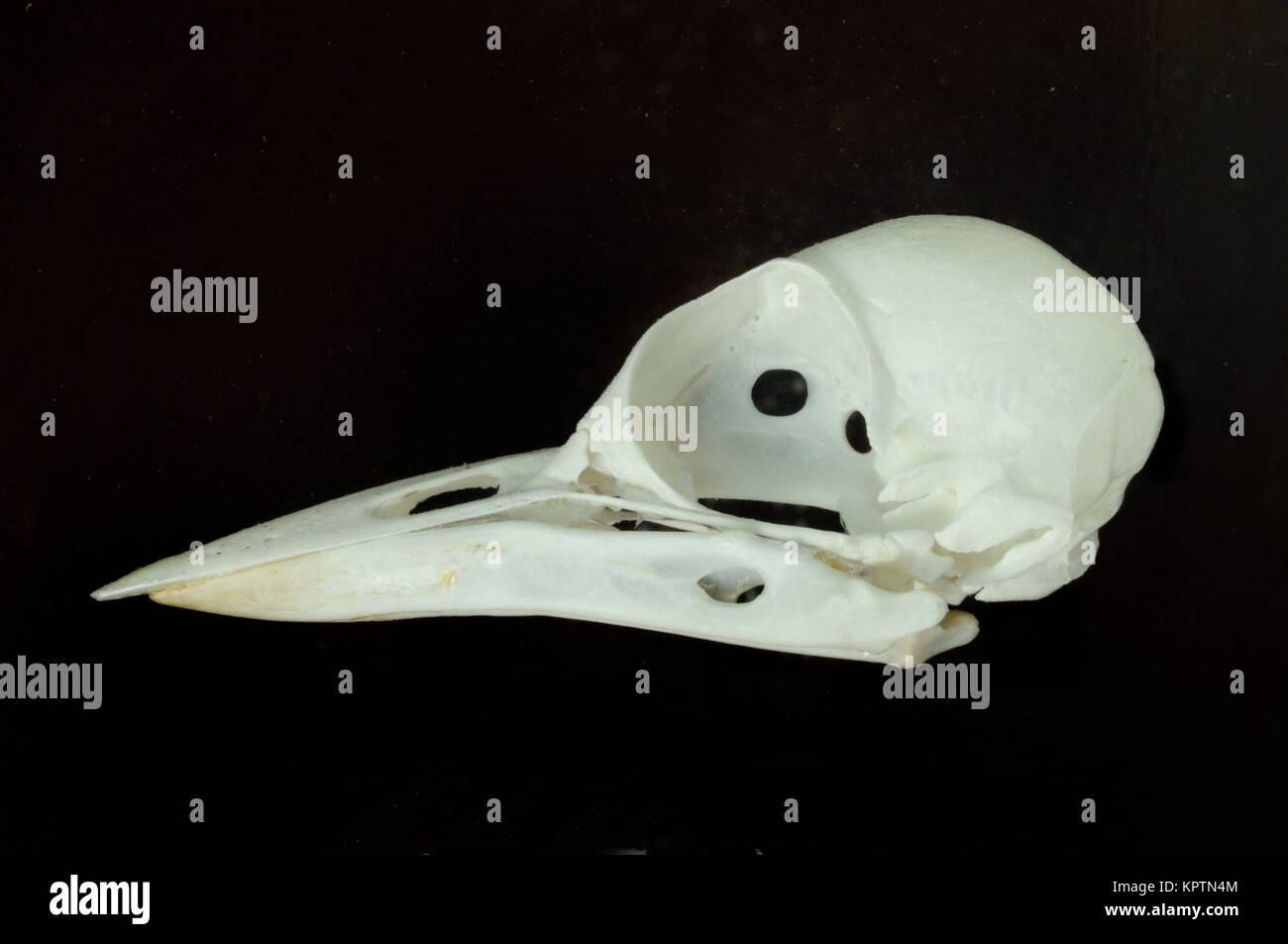 Green Woodpecker, Picus viridis, Beak & Skull Stock Photo - Alamy