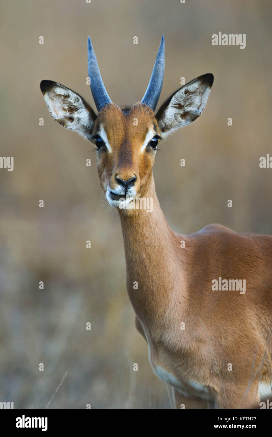 Female Impala (Aepyceros melampus). South Africa Stock Photo - Alamy