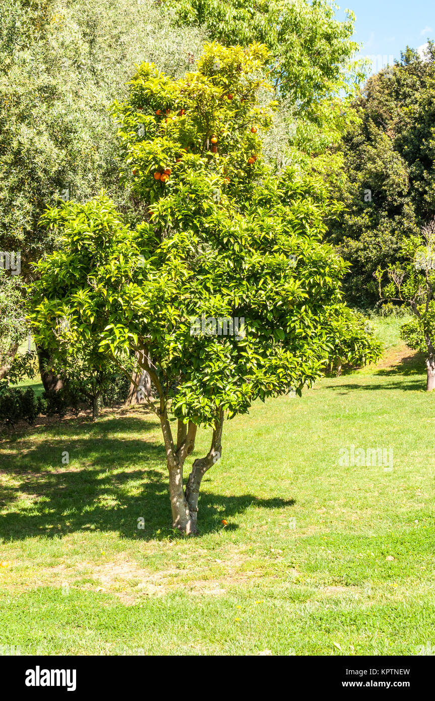 Monserrato park hi-res stock photography and images - Alamy