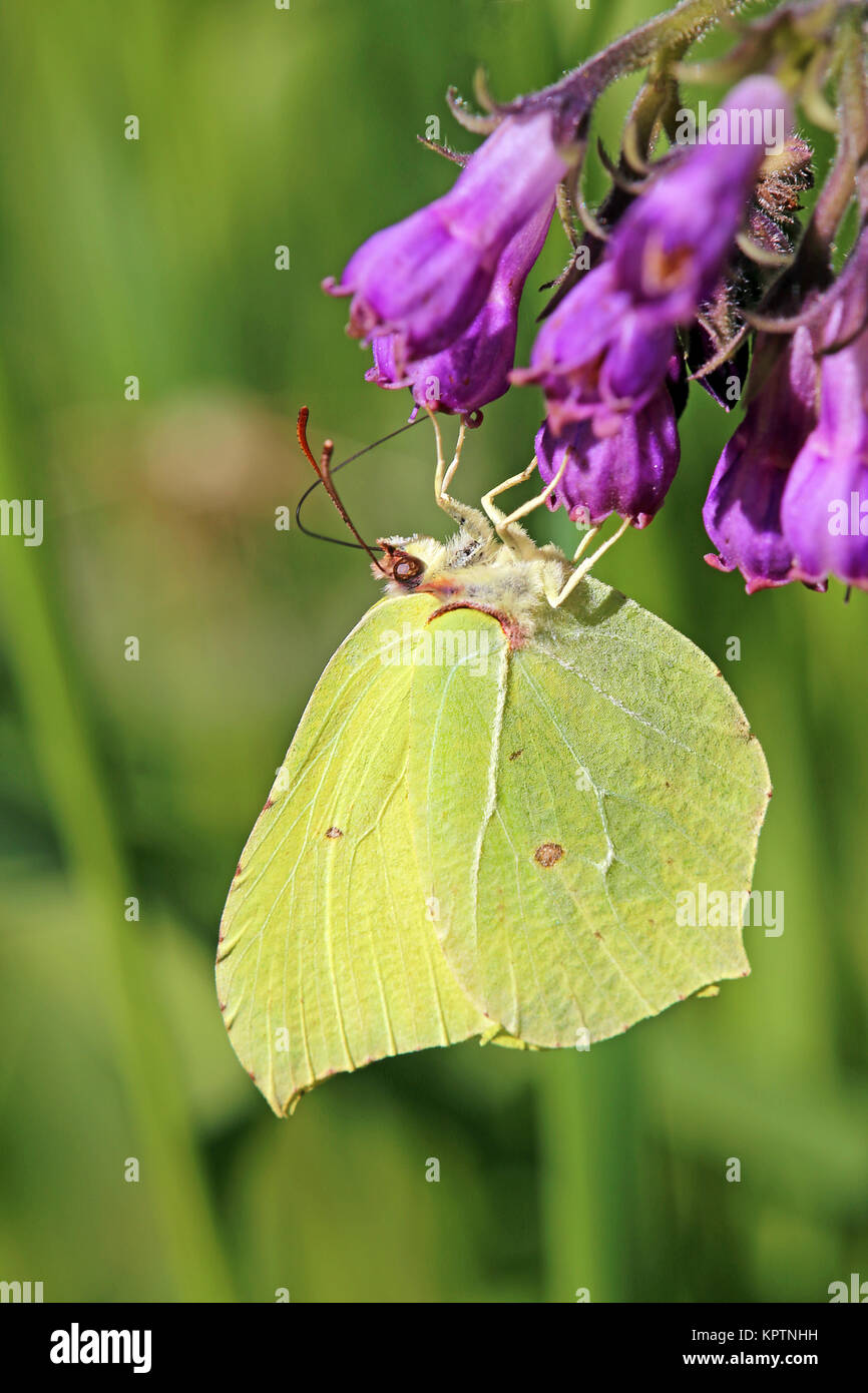 Lemon butterfly on Beinwell Stock Photo - Alamy