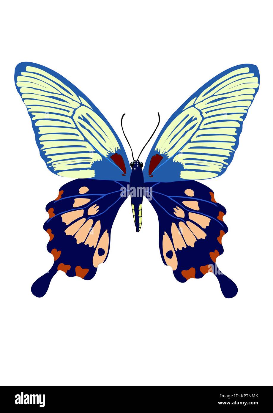 The Butterfly with open wings in a top view as a flying migratory ...