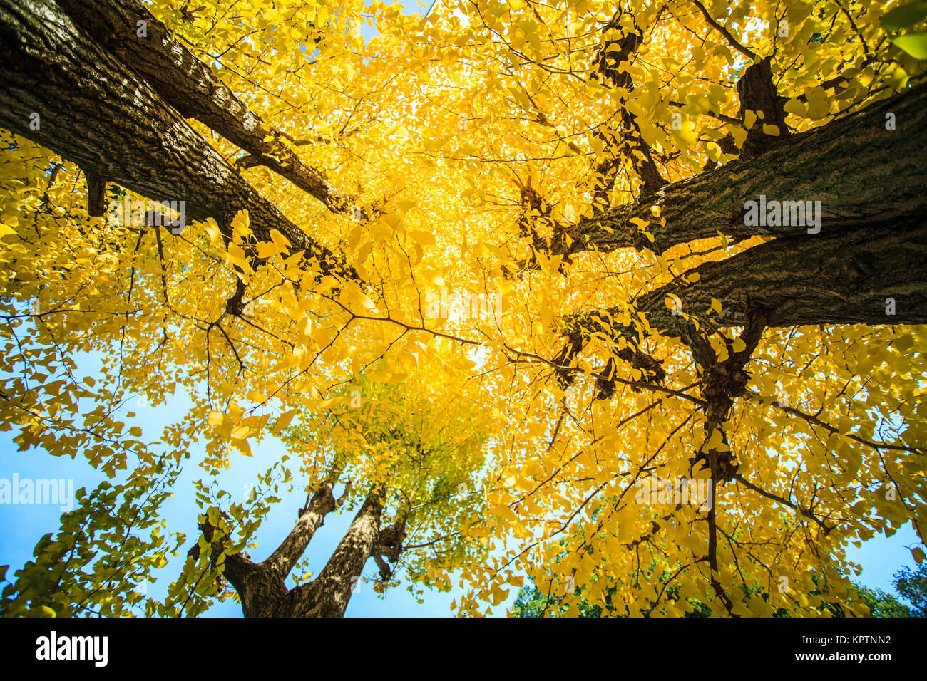 The beautiful ginkgo tree with nice background color Stock Photo - Alamy