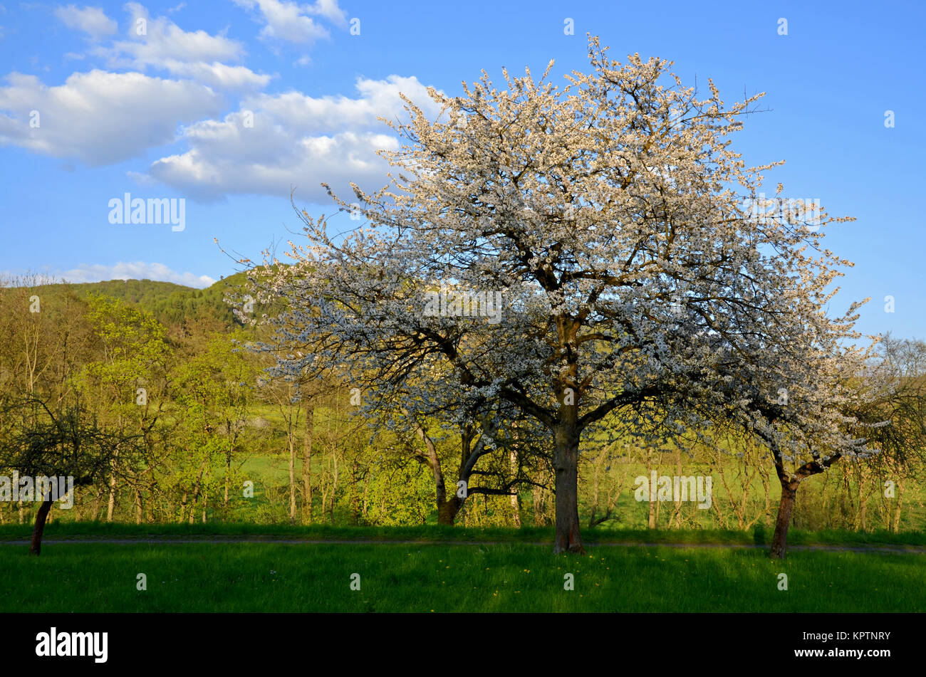flowering fruit tree Stock Photo - Alamy flowering fruit tree Stock Photo - Alamy