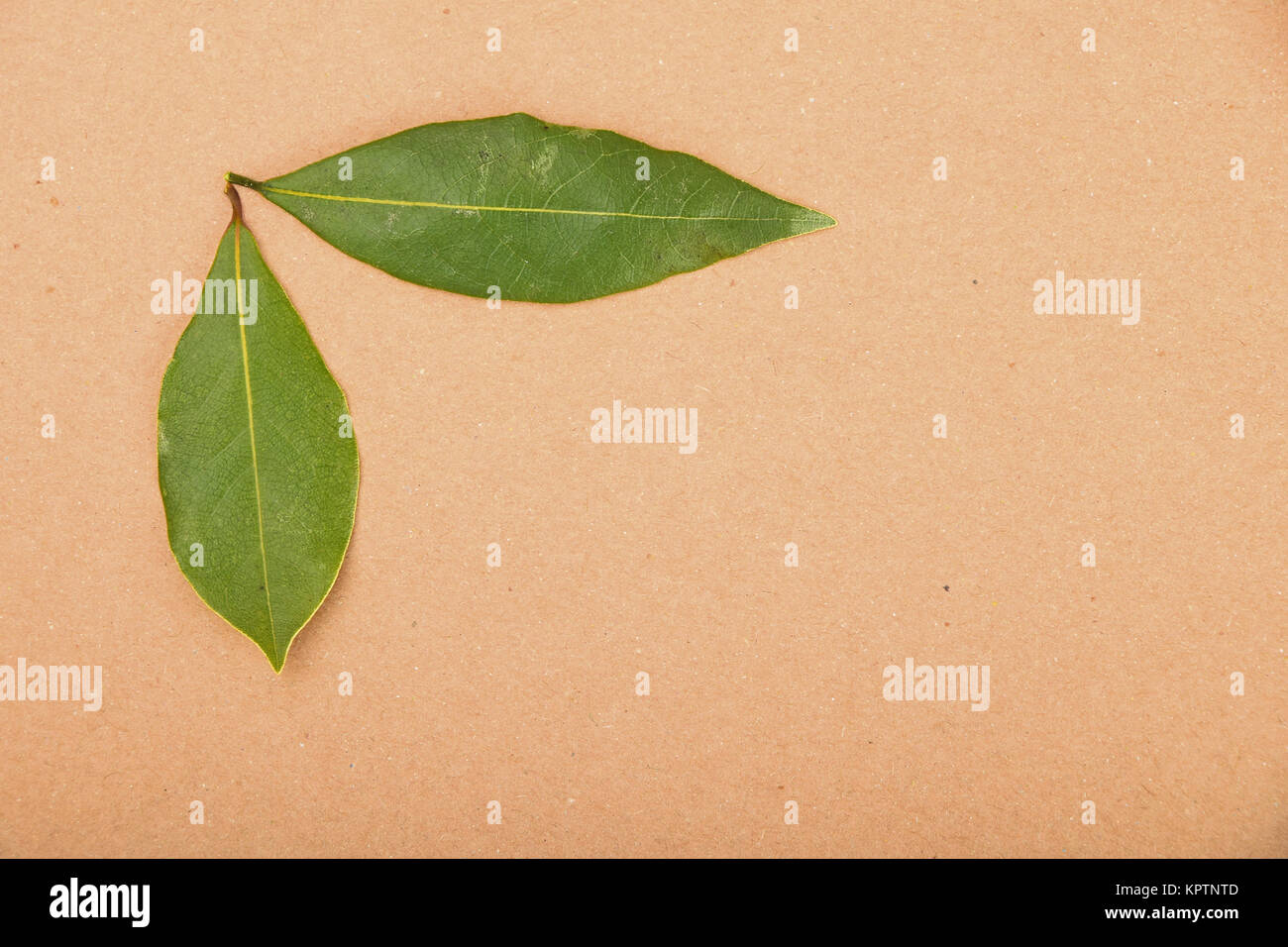 Two green bay laurel leaves on brown kraft paper background Stock Photo ...