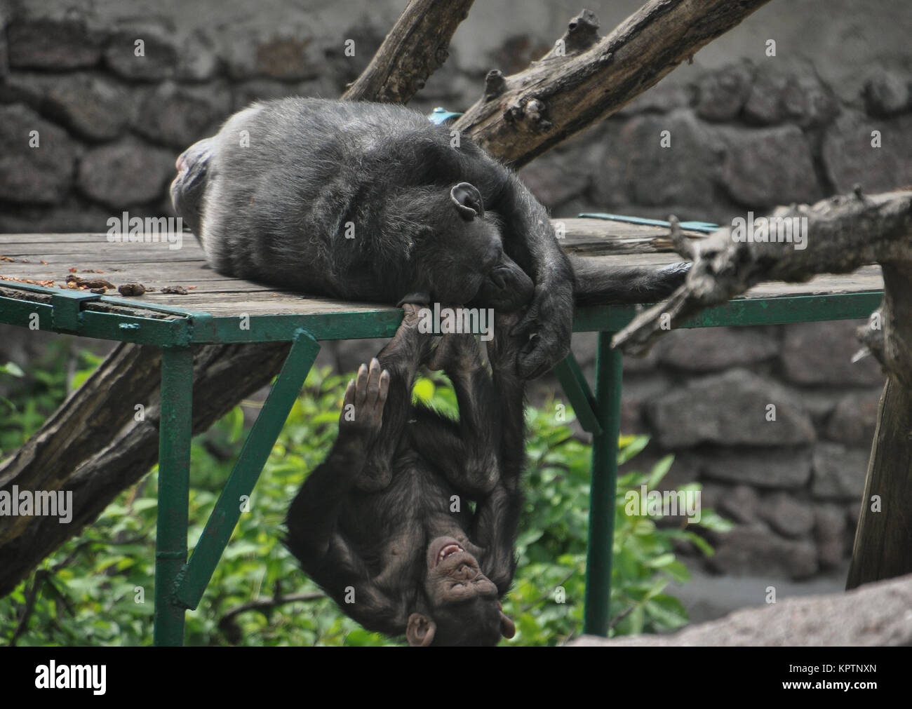 baby chimpanzee playing with Dad on the site at the zoo Stock Photo - Alamy