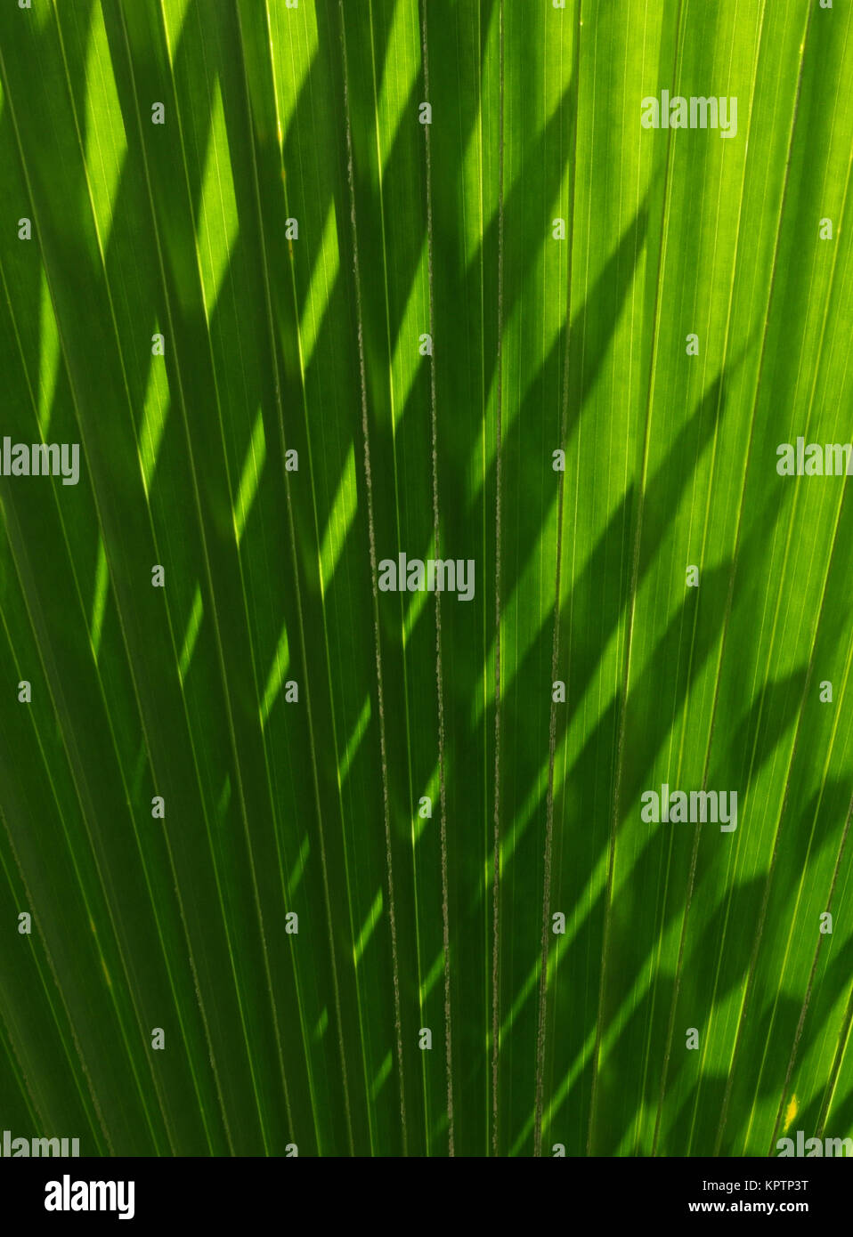 Shadows on a palm leaf Stock Photo - Alamy