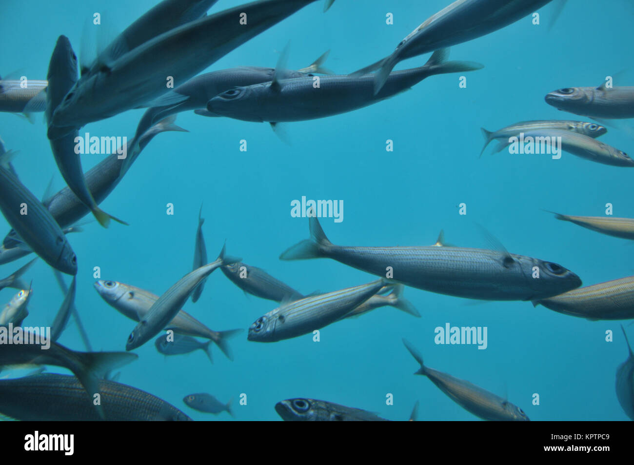 Fish in the sea off Gran Canaria Stock Photo - Alamy