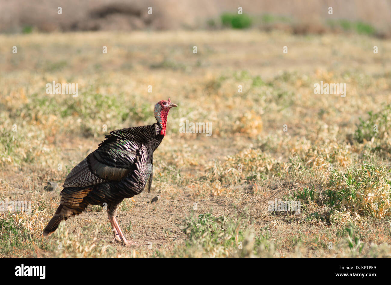 A male turkey seperated from his hens looks for them in the brush Stock ...