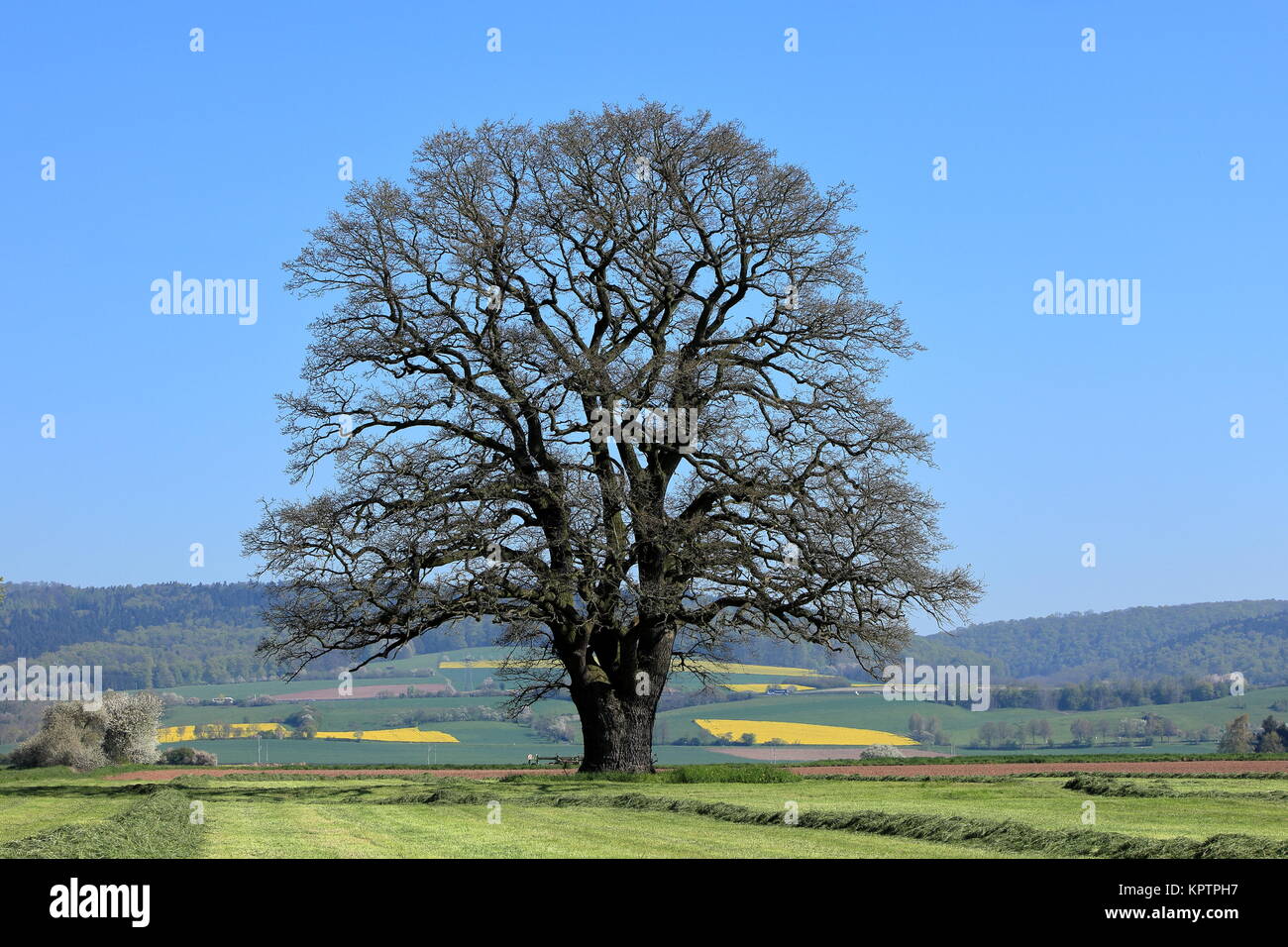 Old oak tree in spring Stock Photo - Alamy