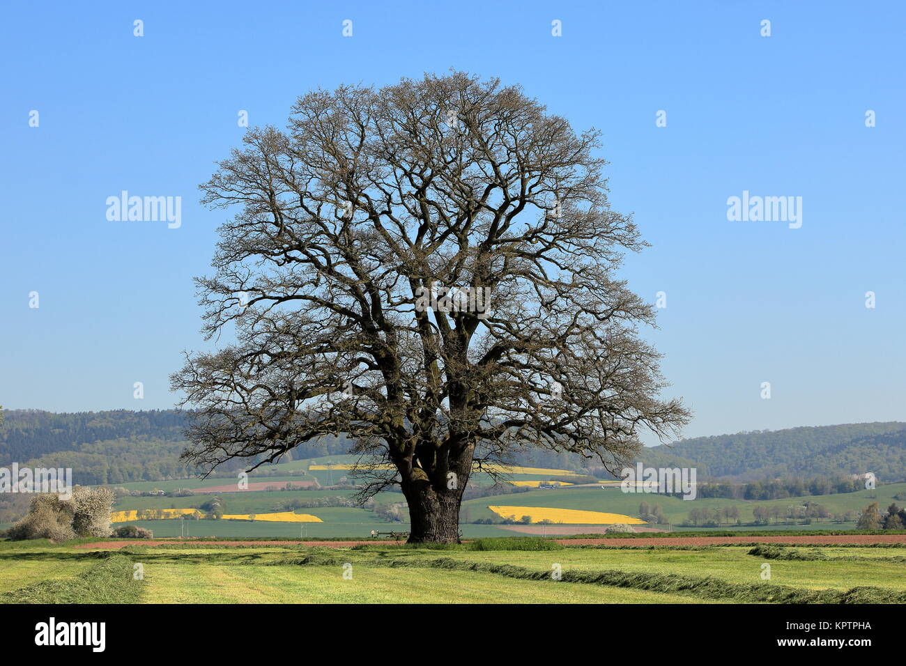 Old oak tree in spring Stock Photo - Alamy