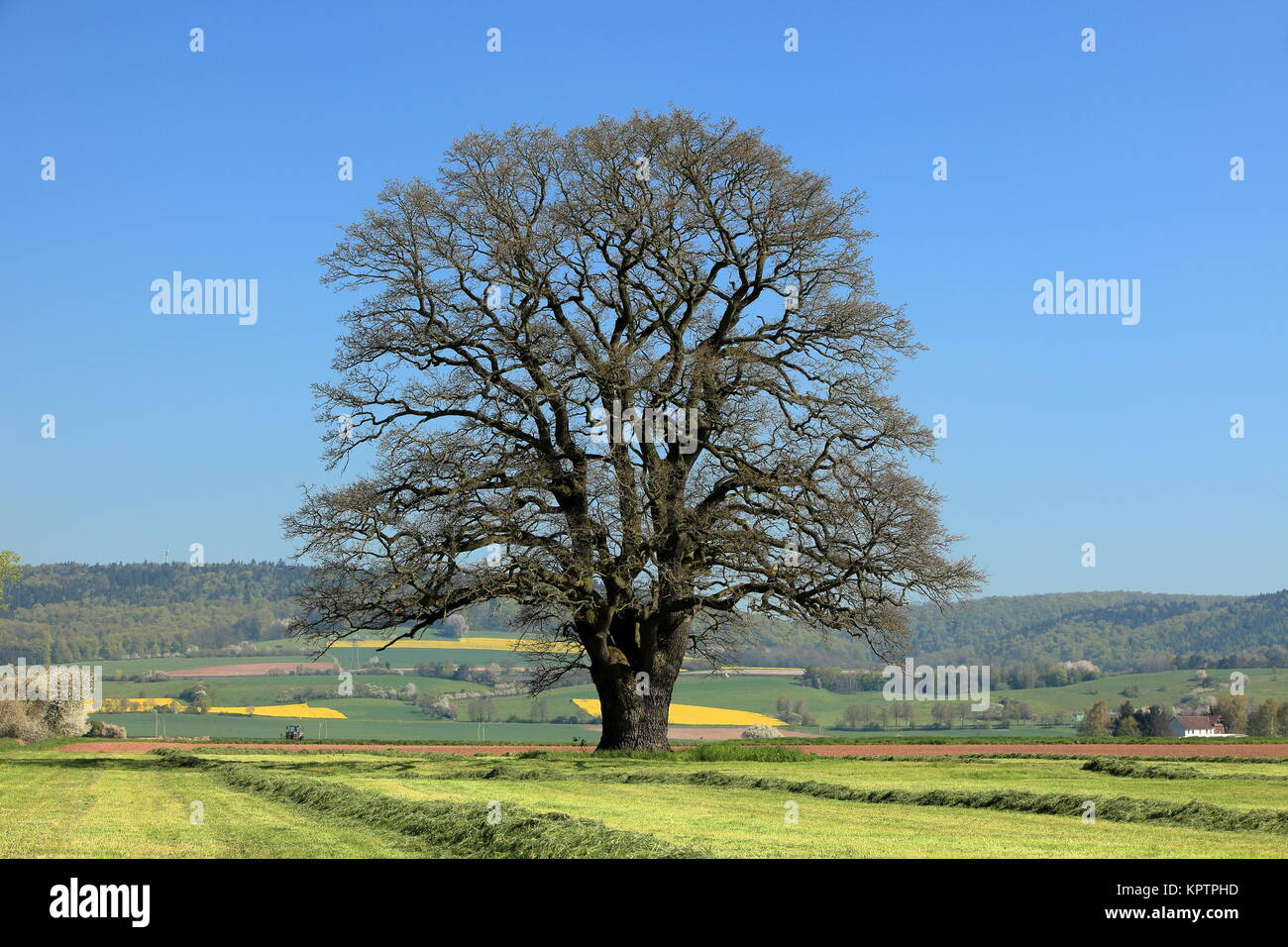 Old oak tree in spring Stock Photo - Alamy