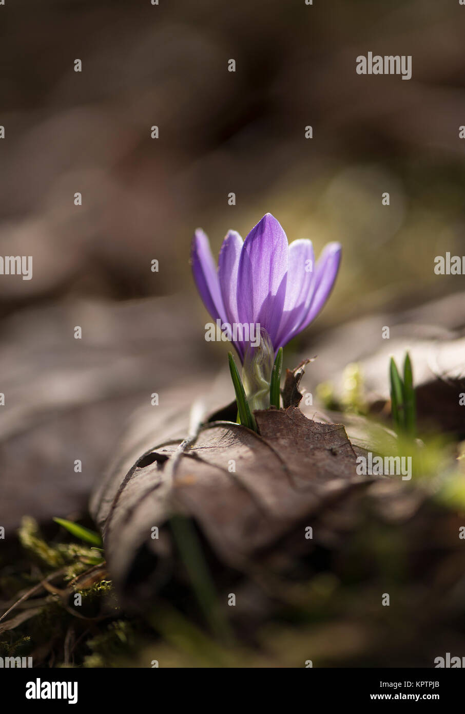 flowering krokuss in closeup individually and in group Stock Photo - Alamy