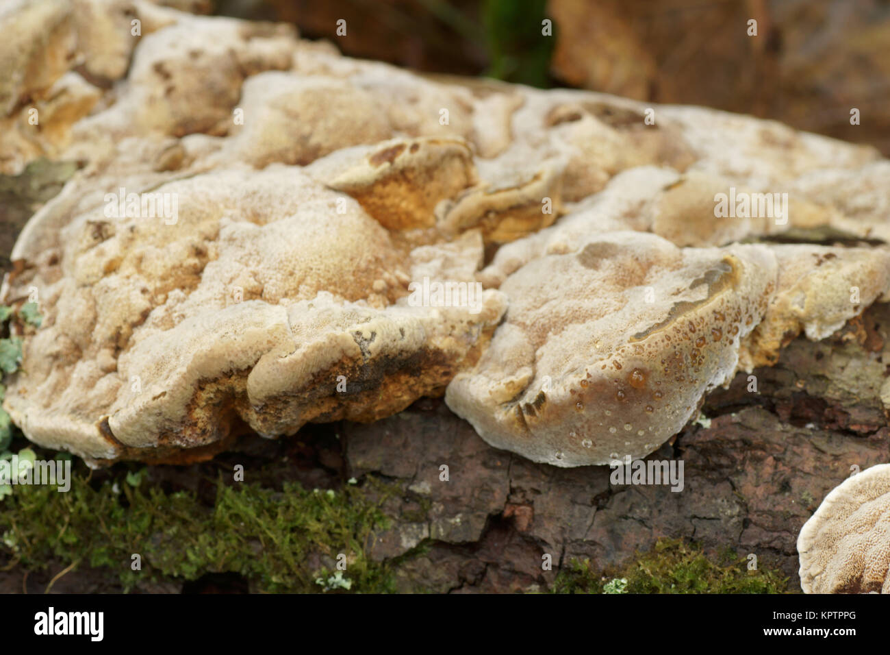 Alder Bracket (Inonotus radiatus Stock Photo - Alamy