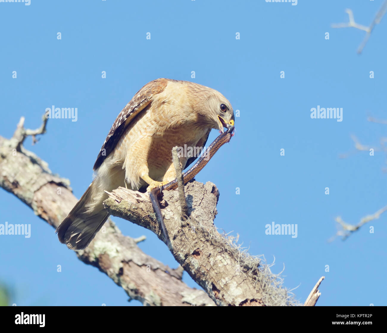 Hawk eating snake hi-res stock photography and images - Alamy
