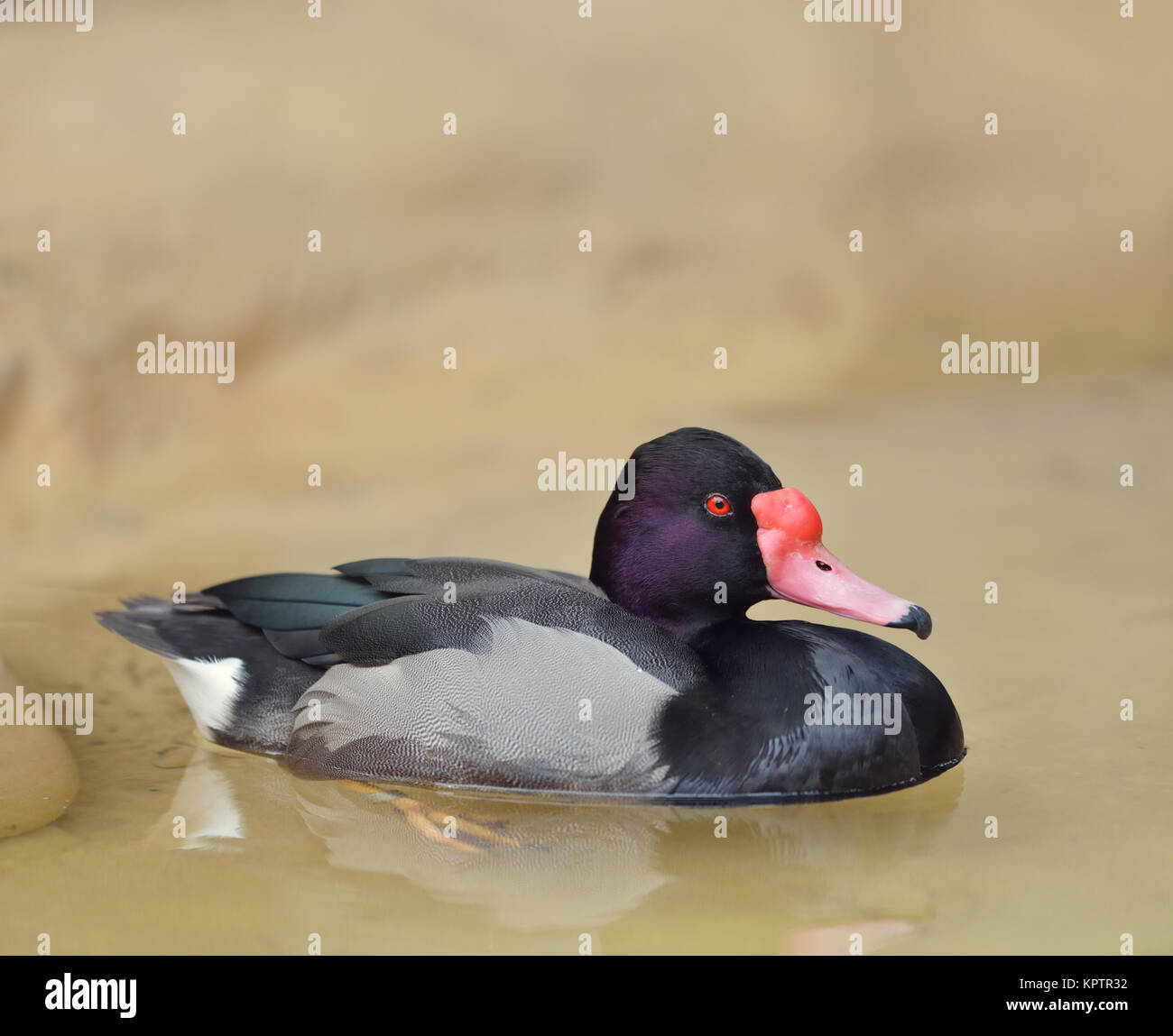 Rosy-billed Pochard Duck ,Close Up Stock Photo - Alamy