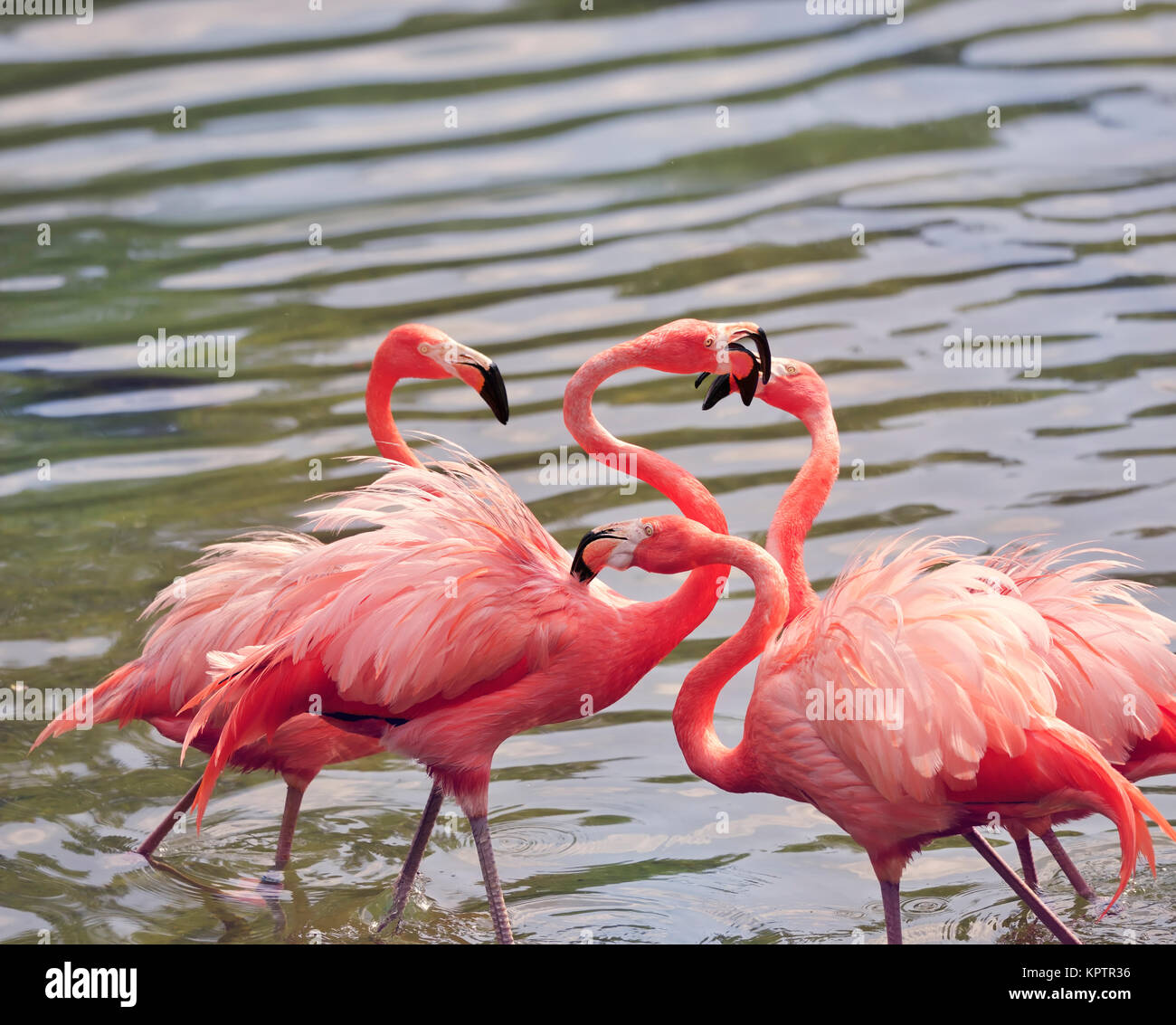 American Falmingo High Resolution Stock Photography and Images - Alamy
