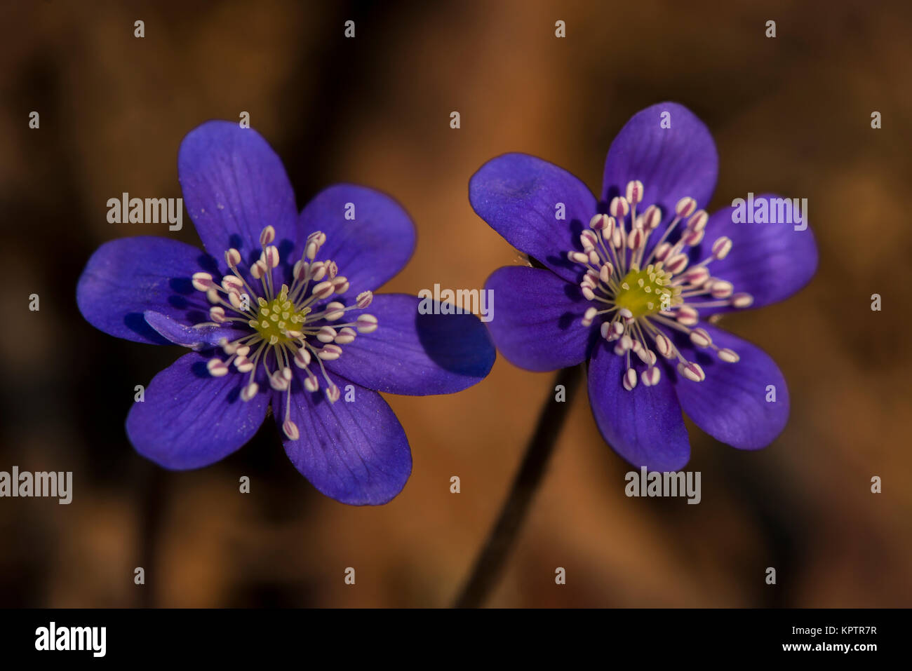 Liver leaf flowers hi-res stock photography and images - Alamy