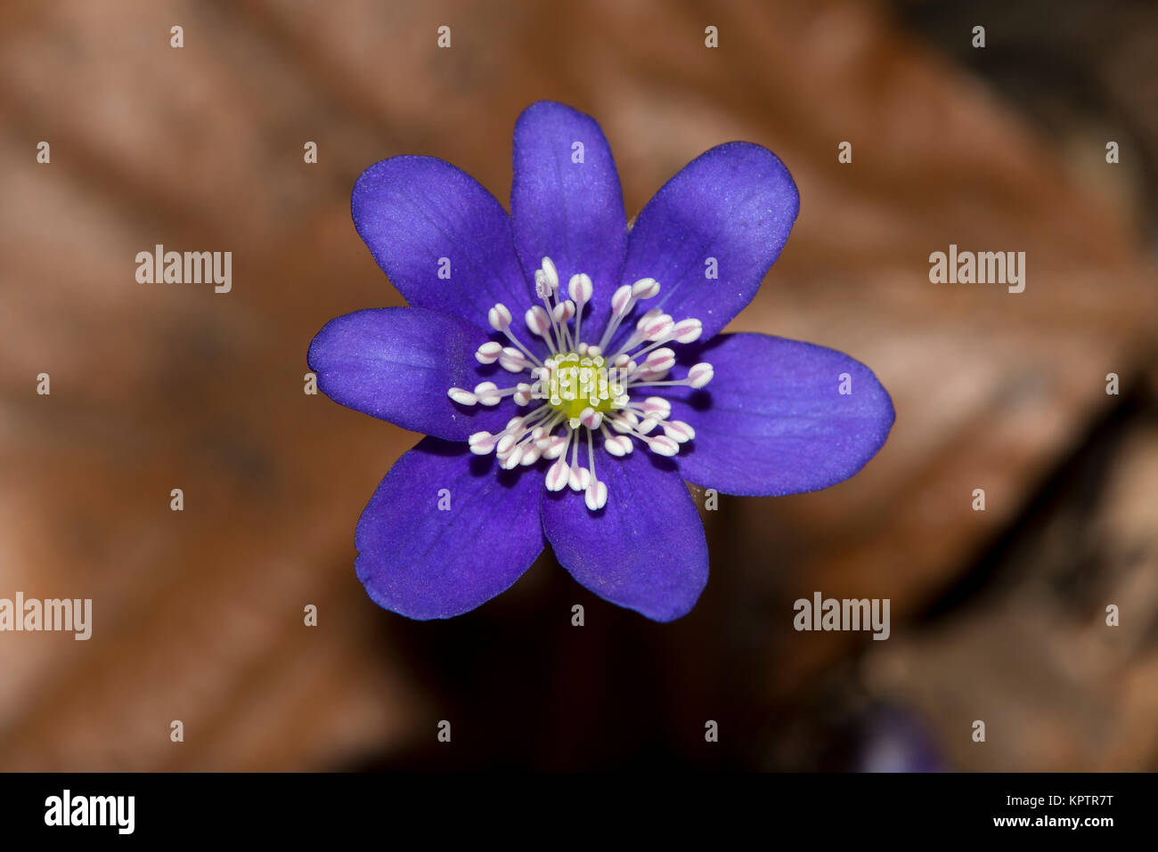 Liver leaf flowers hi-res stock photography and images - Alamy