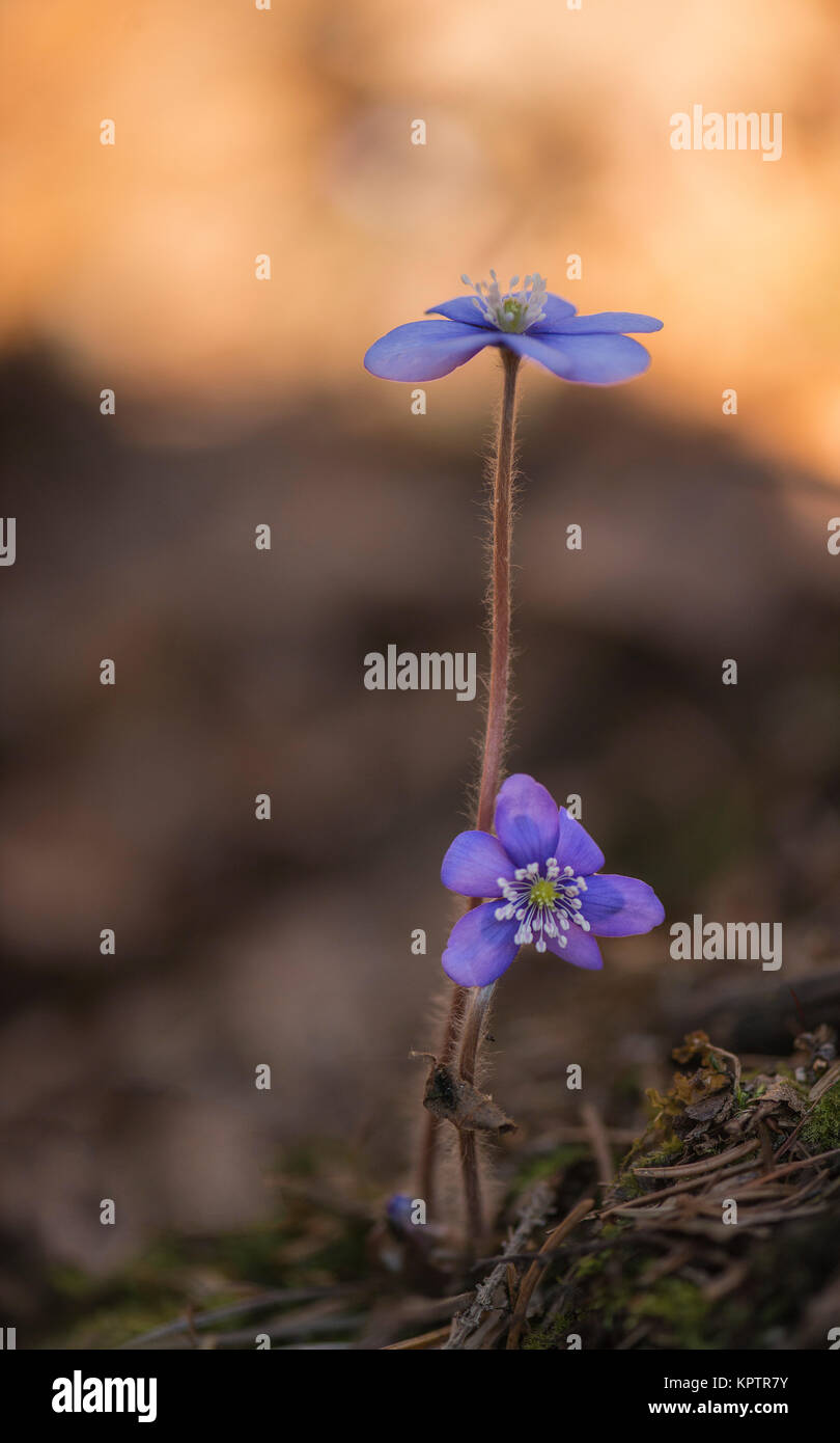 Liver leaf flowers hi-res stock photography and images - Alamy
