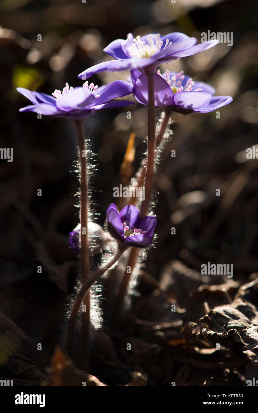 Liver leaf flowers hi-res stock photography and images - Alamy