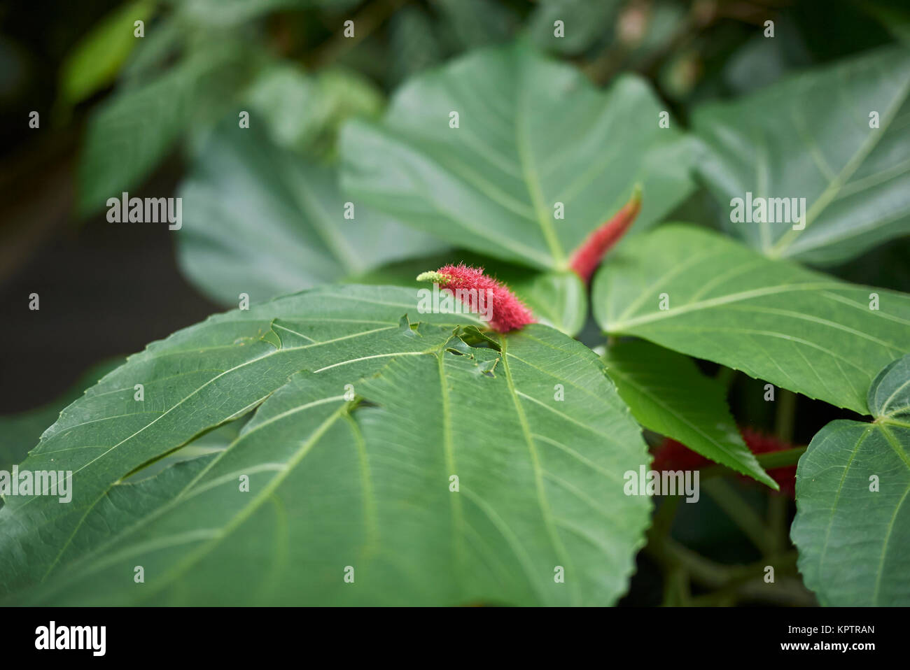 Chenille plant acalypha hispida hi-res stock photography and images - Alamy