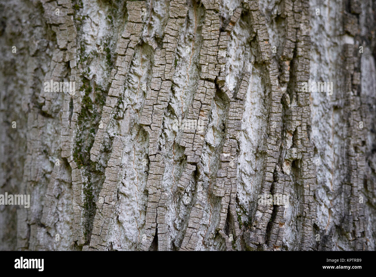 Silver maple bark acer saccharinum hi-res stock photography and images ...