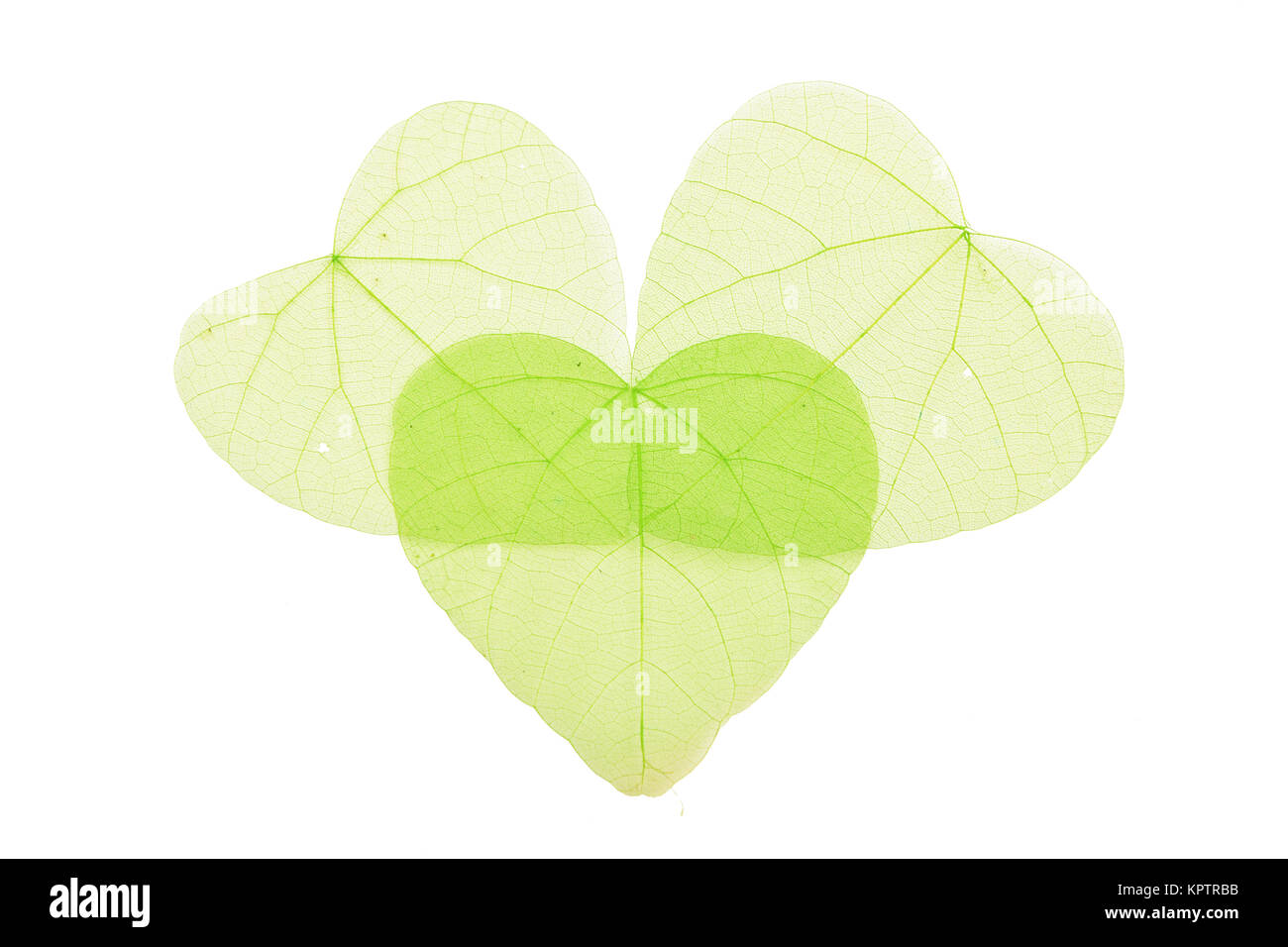 Group of three green heart shaped dried skeleton leaves decoration with ...