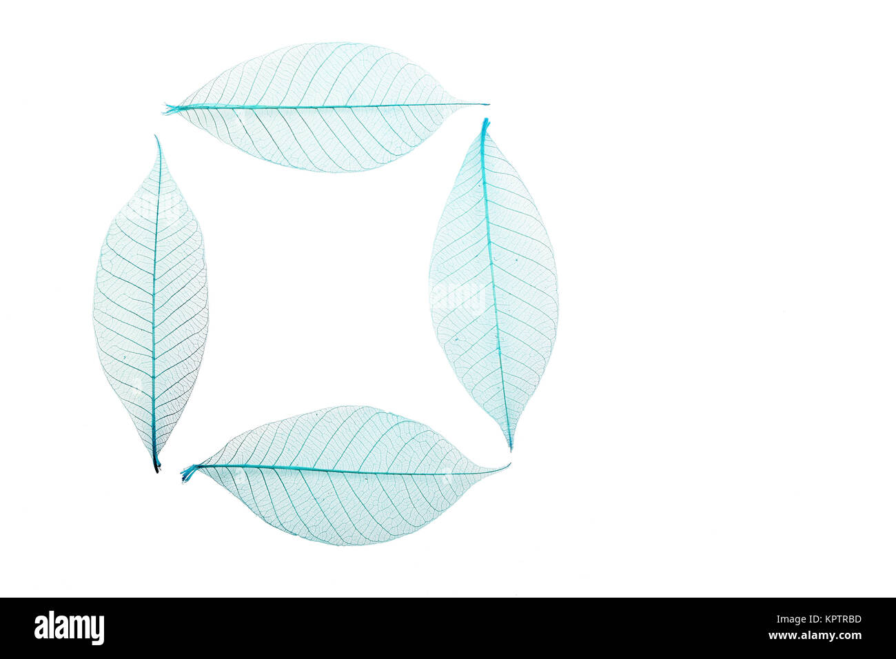 Circle of four blue dried skeleton leaves decoration isolated on white ...