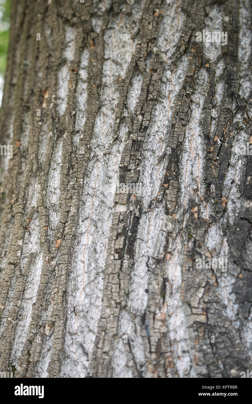 Silver maple bark acer saccharinum hi-res stock photography and images ...