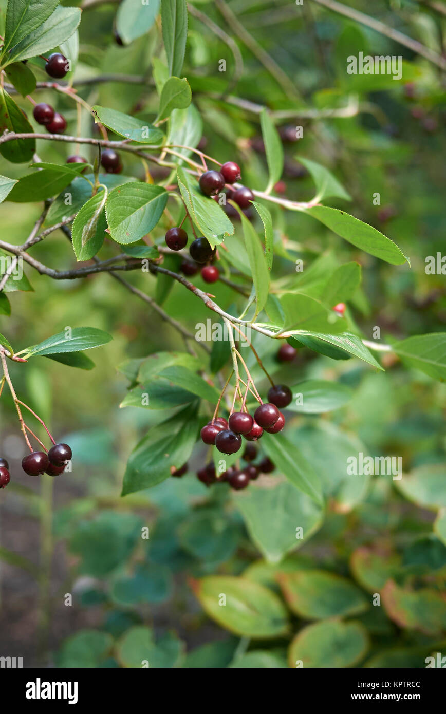Aronia Melanocarpa Black Chokeberry Fruit Food Fruits High Resolution ...