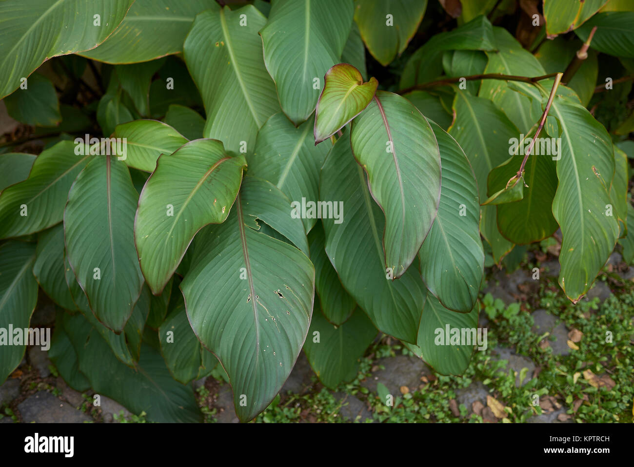 African arrowroot hi-res stock photography and images - Alamy