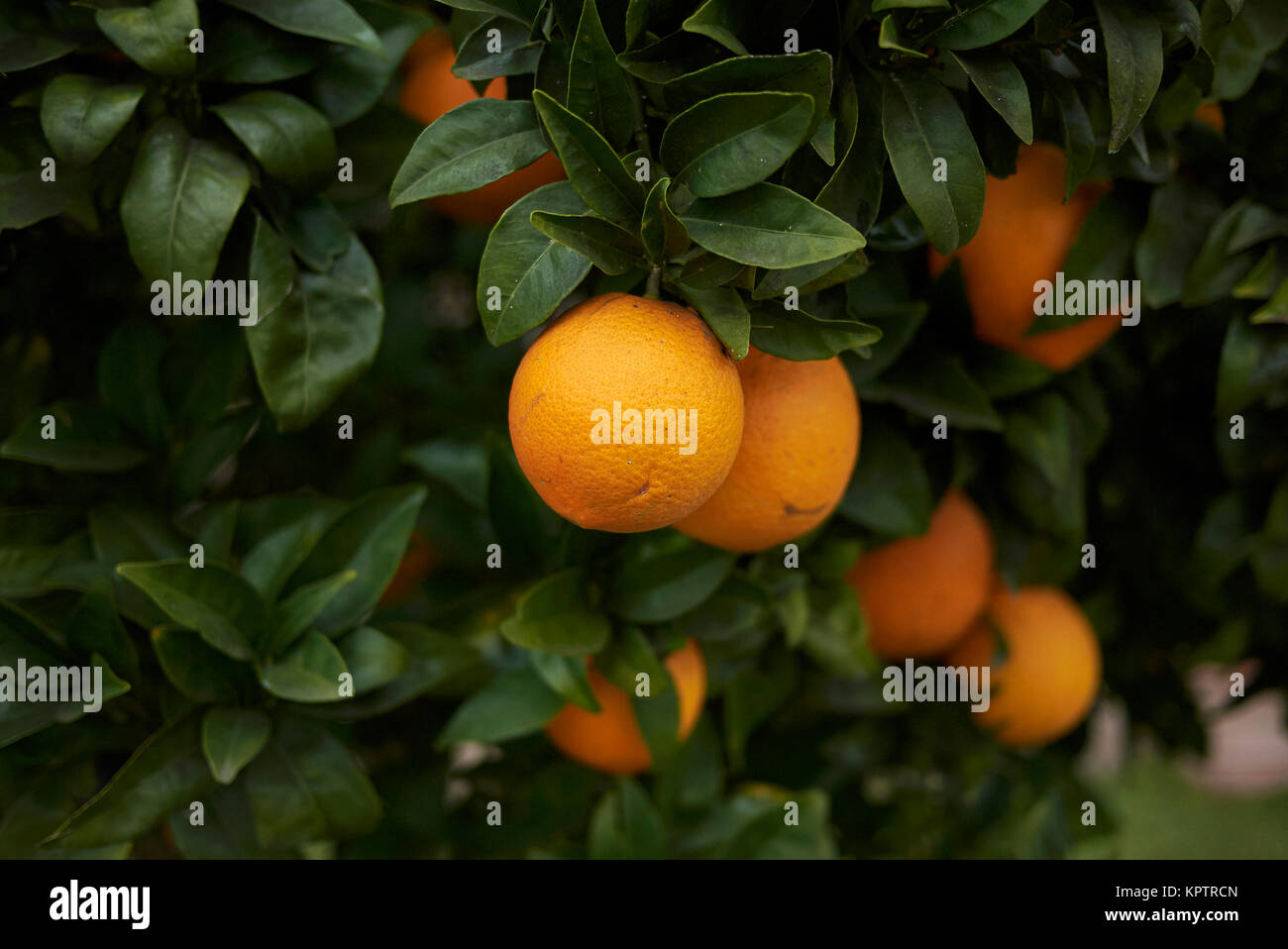 Citrus sinensis hi-res stock photography and images - Alamy