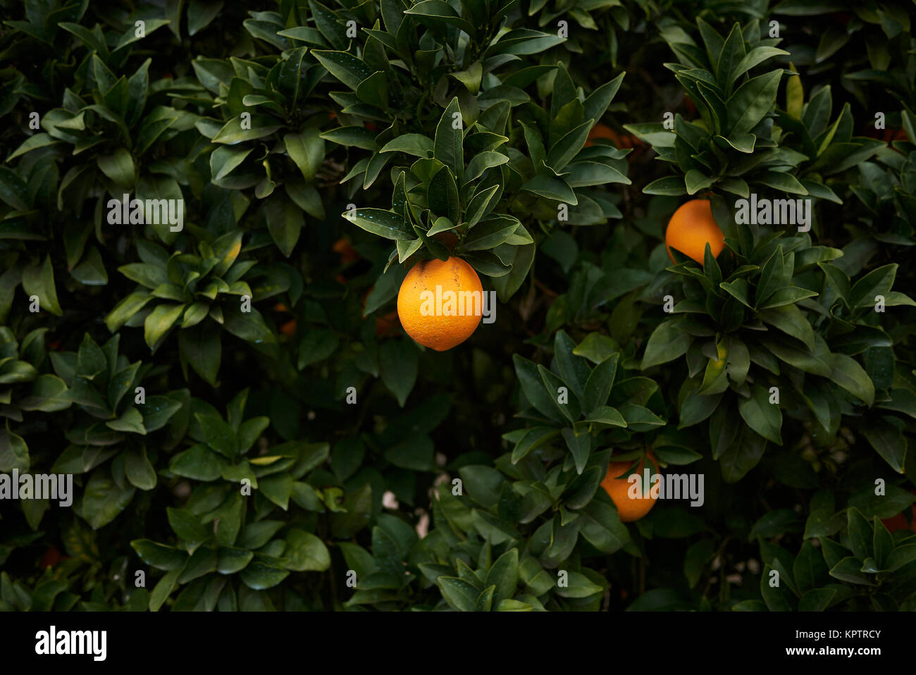 Citrus sinensis tree hi-res stock photography and images - Alamy